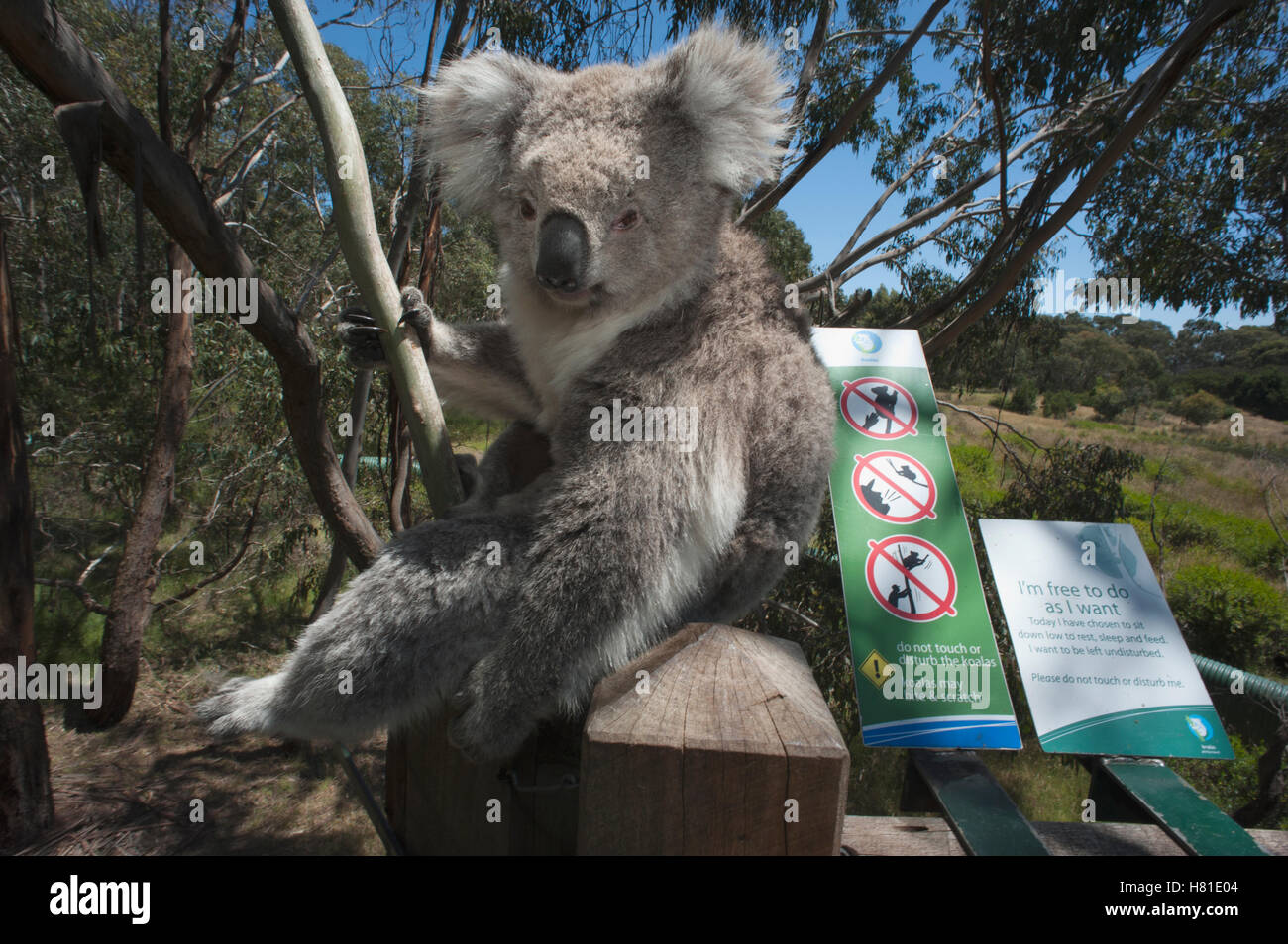 Koala (Phascolarctos cinereus) using a railing to travel from one tree ...