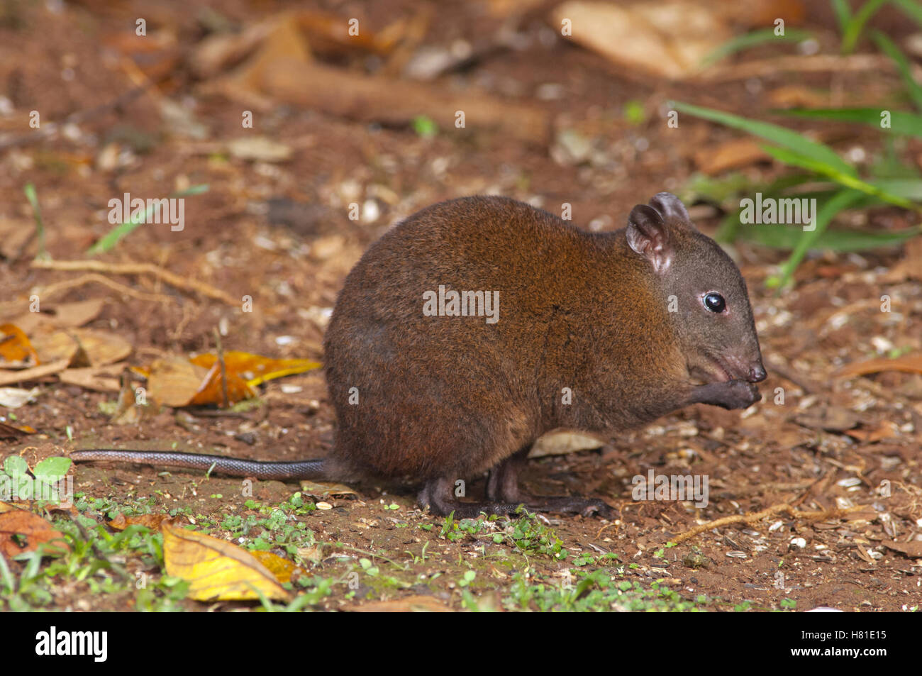 Musky Rat Kangaroo (Hypsiprymnodon moschatus) feeding on fallen fruit ...