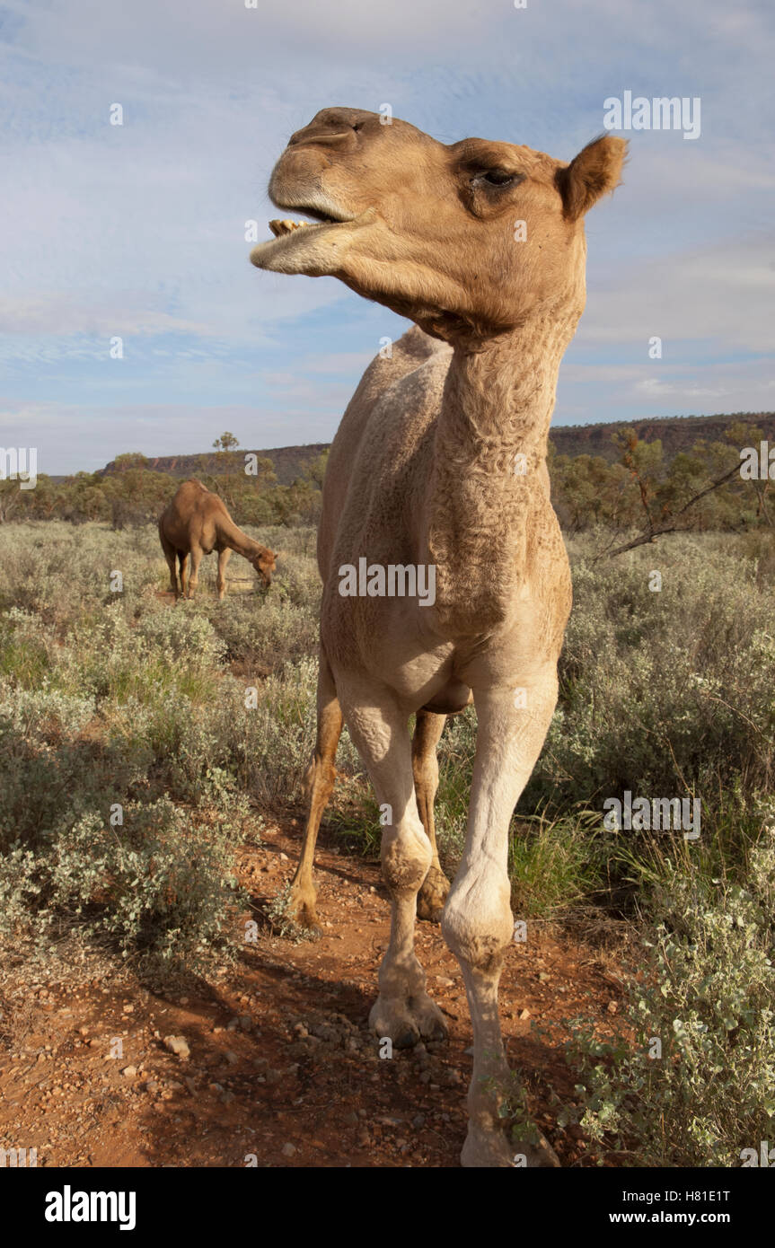 Dromedary (Camelus dromedarius), an introduced species, MacDonnell ...