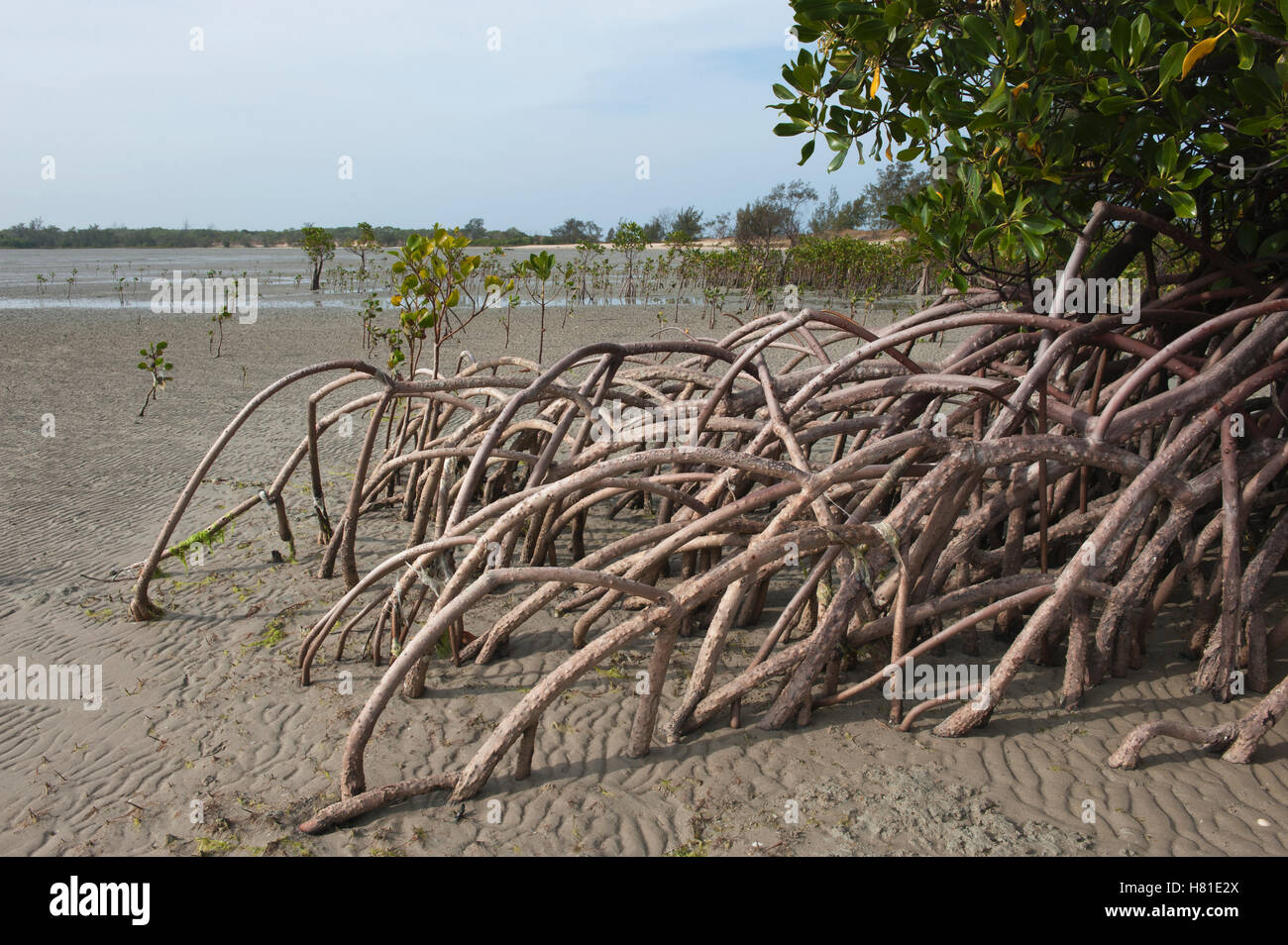 Aerial root system of mangroves exposed at low tide, Torres Strait ...