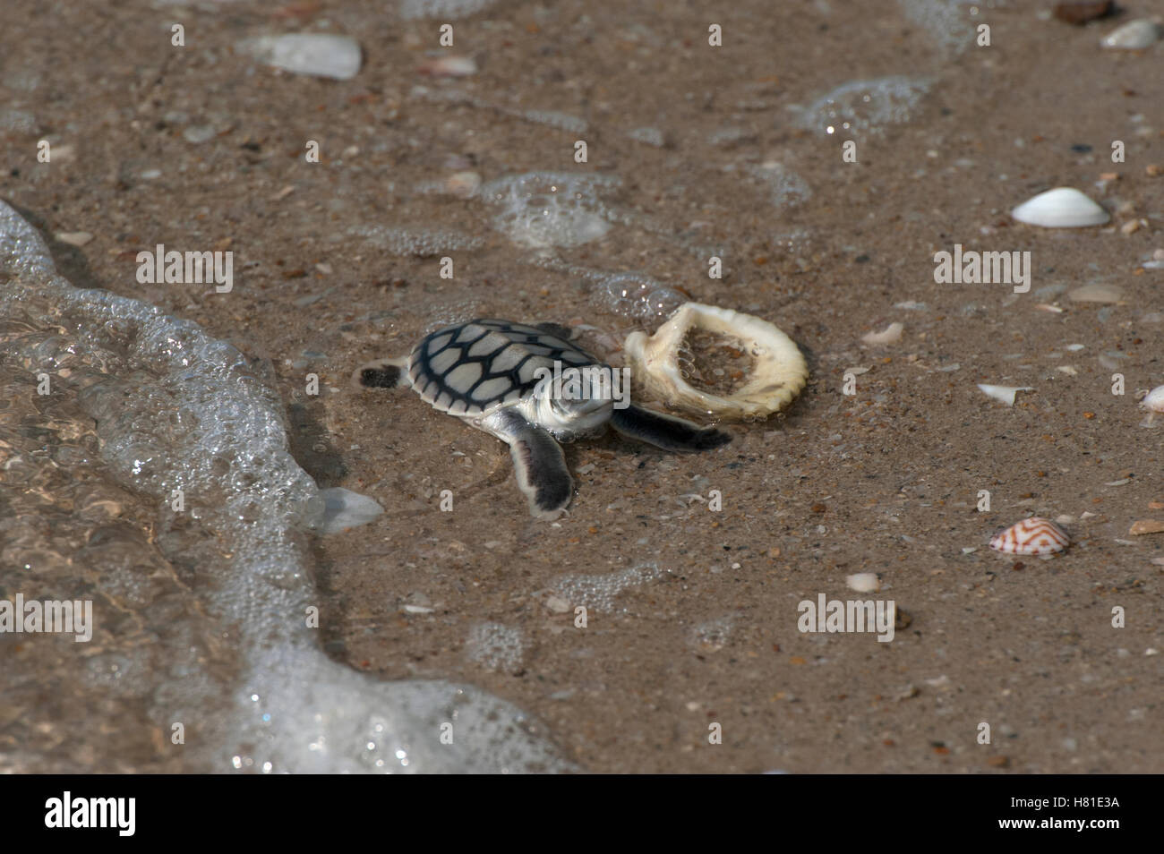 Flatback Turtle (Natator depressa) hatchling going to sea, Torres ...