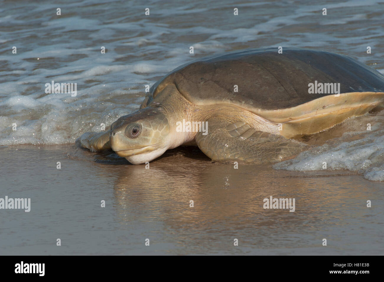 Flatback Turtle (Natator depressa) female coming ashore to nest, Torres ...