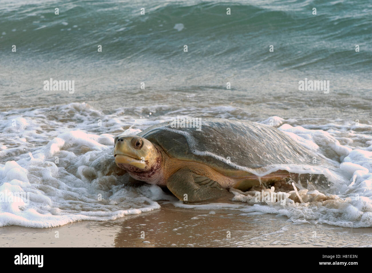 Flatback Turtle (Natator depressa) female coming ashore to nest, Torres ...