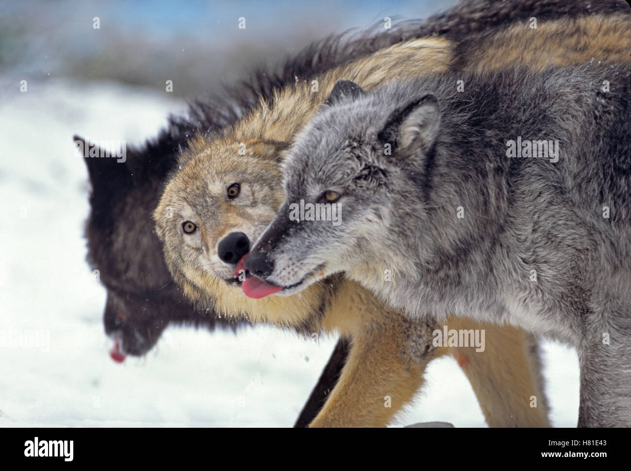 Gray Wolf (Canis lupus)group with submissive licking dominant wolf, Montana Stock Photo - Alamy