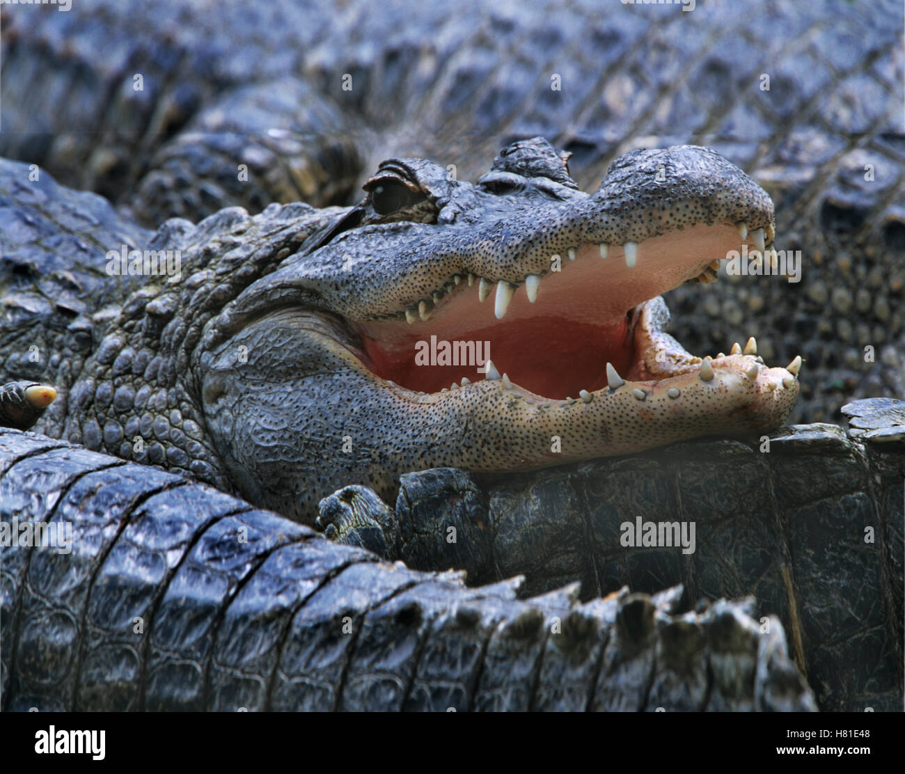 American Alligator (Alligator mississippiensis), Everglades, Florida ...