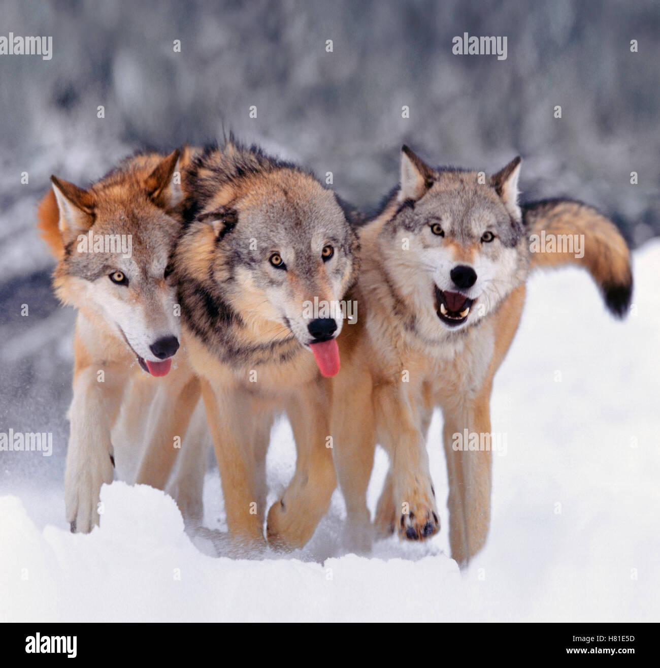 Gray Wolf (Canis lupus) pack walking in snow, Montana Stock Photo - Alamy