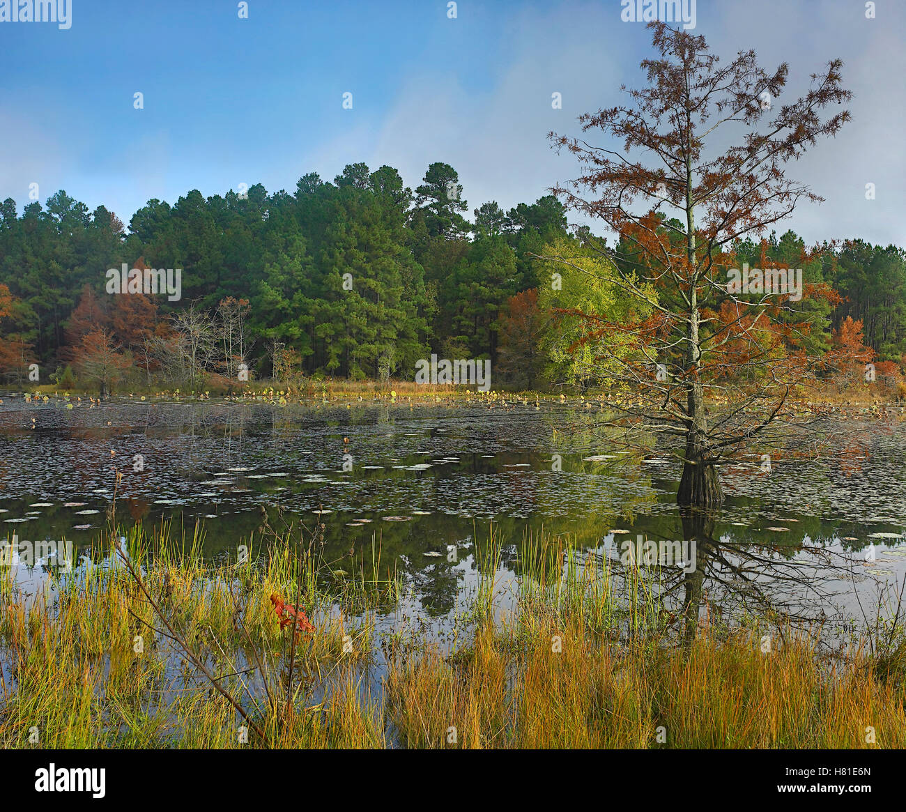 Millwood Lake State Park, Arkansas Stock Photo - Alamy