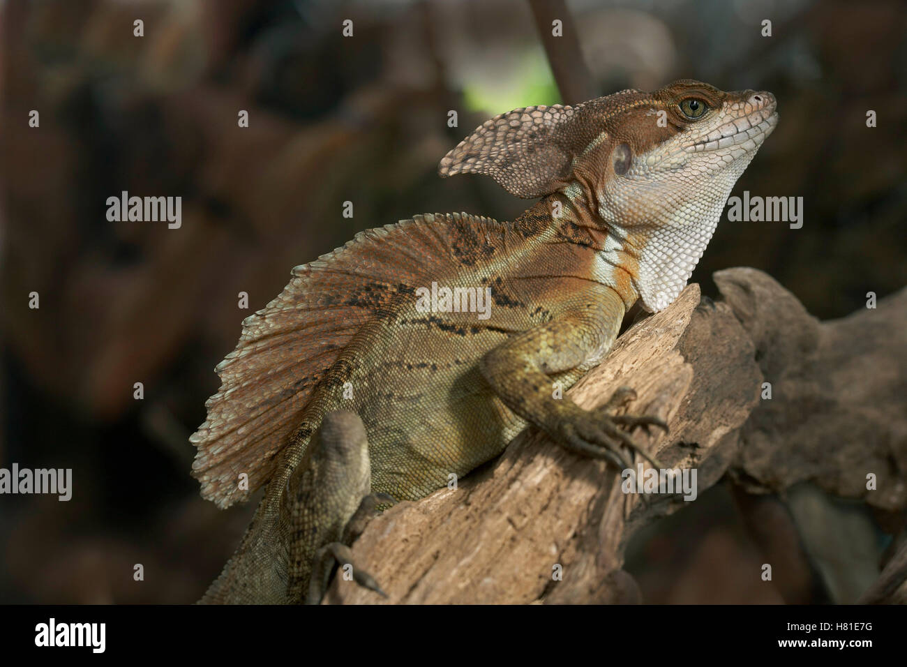 Common Basilisk (Basiliscus basiliscus) male, Costa Rica Stock Photo ...