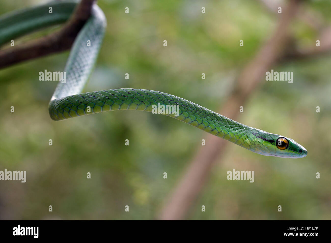 Parrot Snake (Leptophis sp), Costa Rica Stock Photo - Alamy