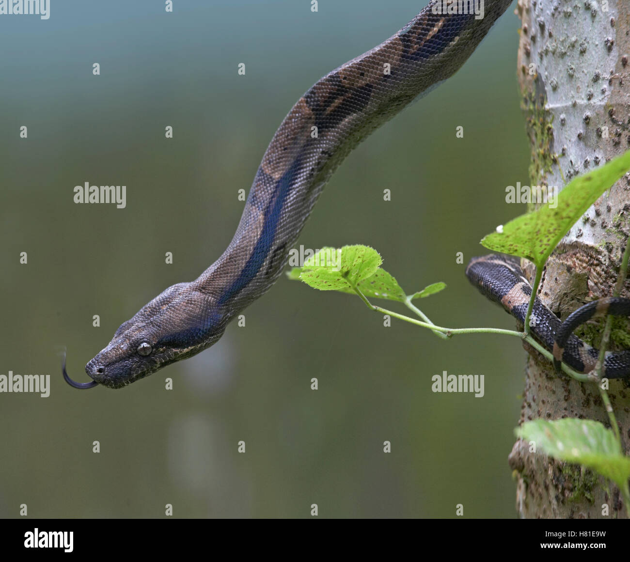 Boa Constrictor (Boa constrictor), Costa Rica Stock Photo - Alamy