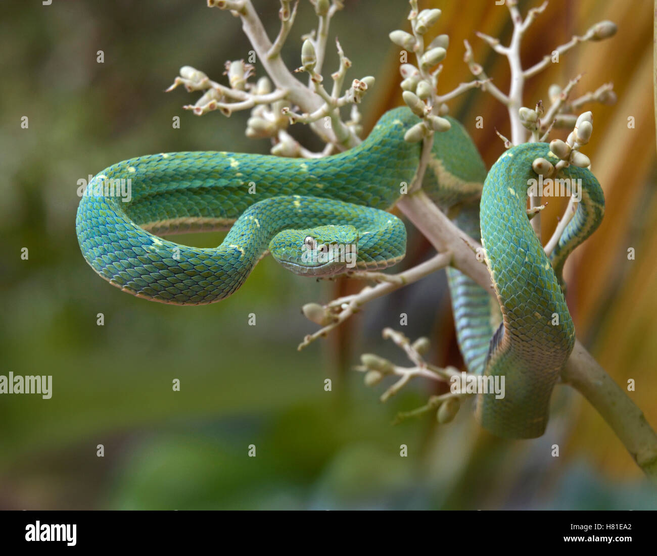 Green Palm Viper (Bothriechis lateralis), Costa Rica Stock Photo - Alamy