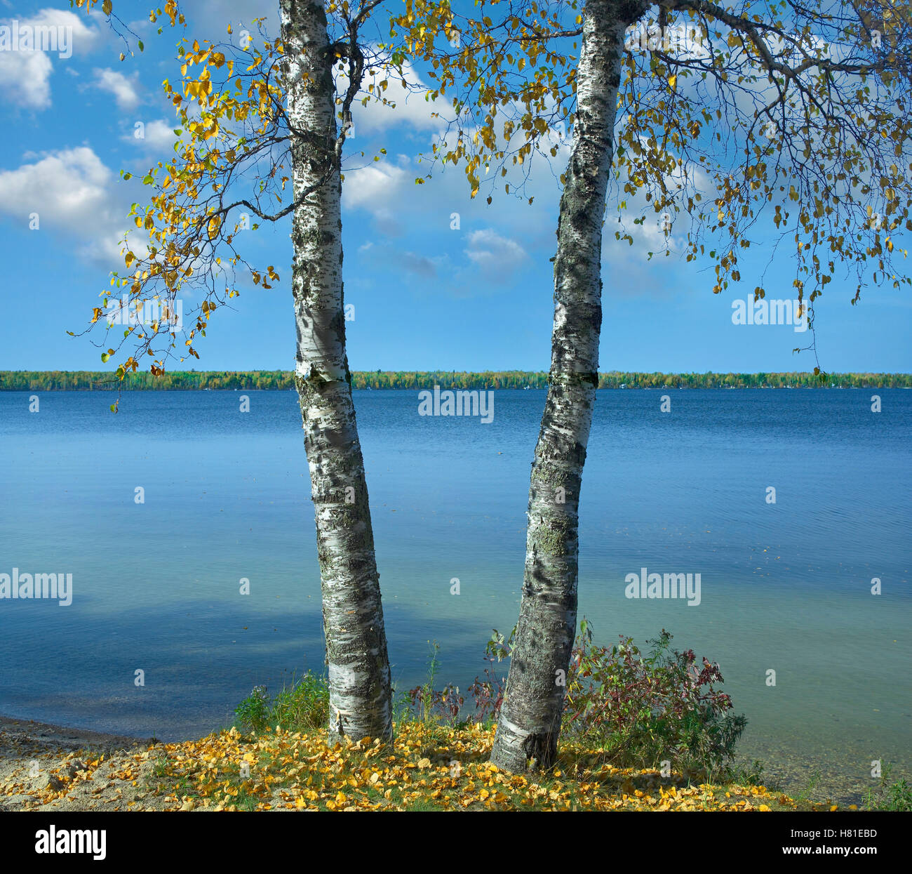 Birch (Betula sp) forest, Moose Lake Provincial Park, Manitoba, Canada ...