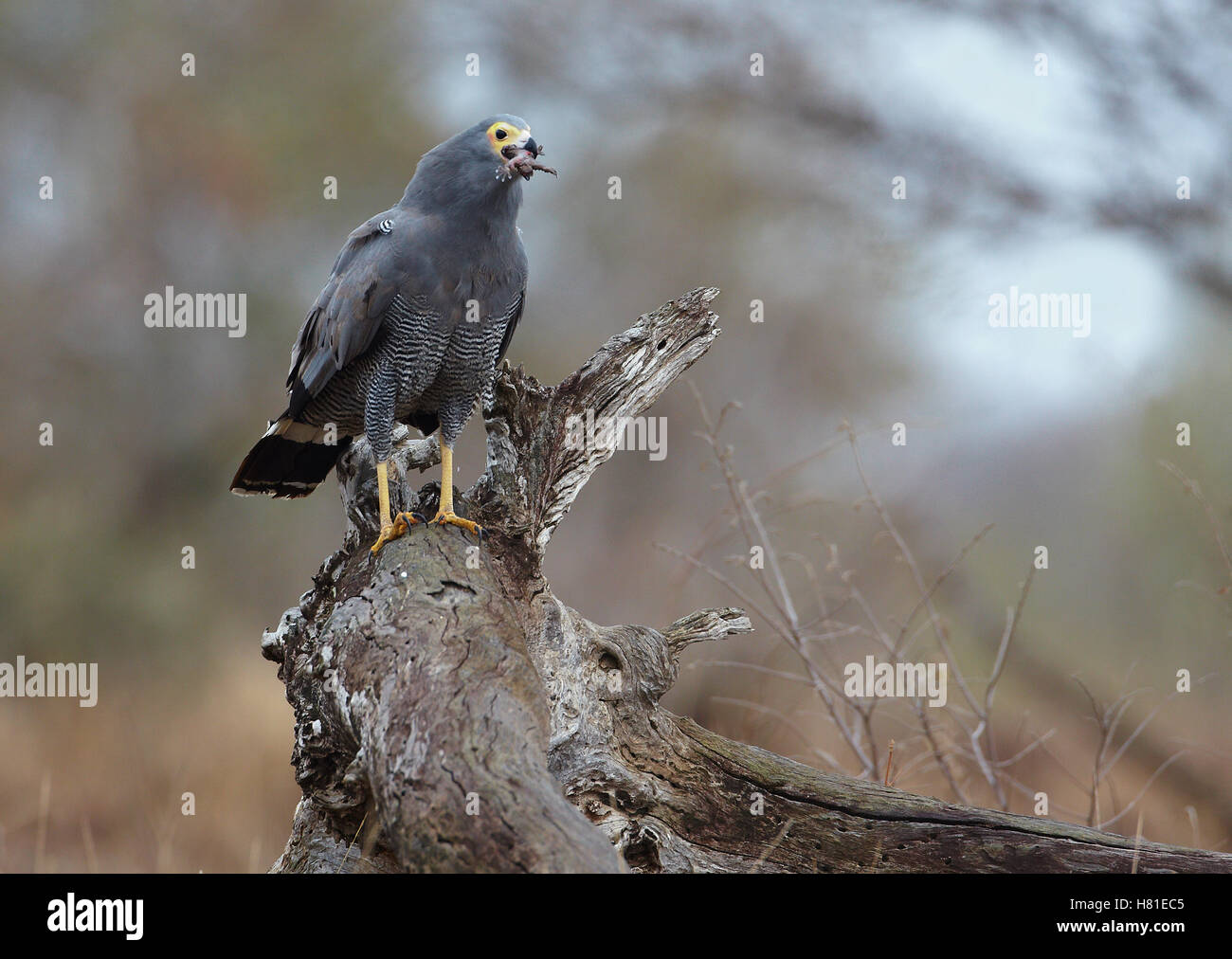 African Harrier Hawk (Polyboroides typus), eating, Kruger National Park ...