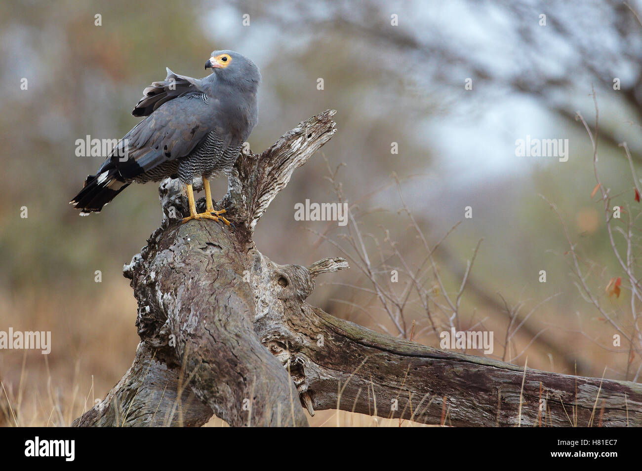African Harrier Hawk (Polyboroides typus), Kruger National Park, South ...