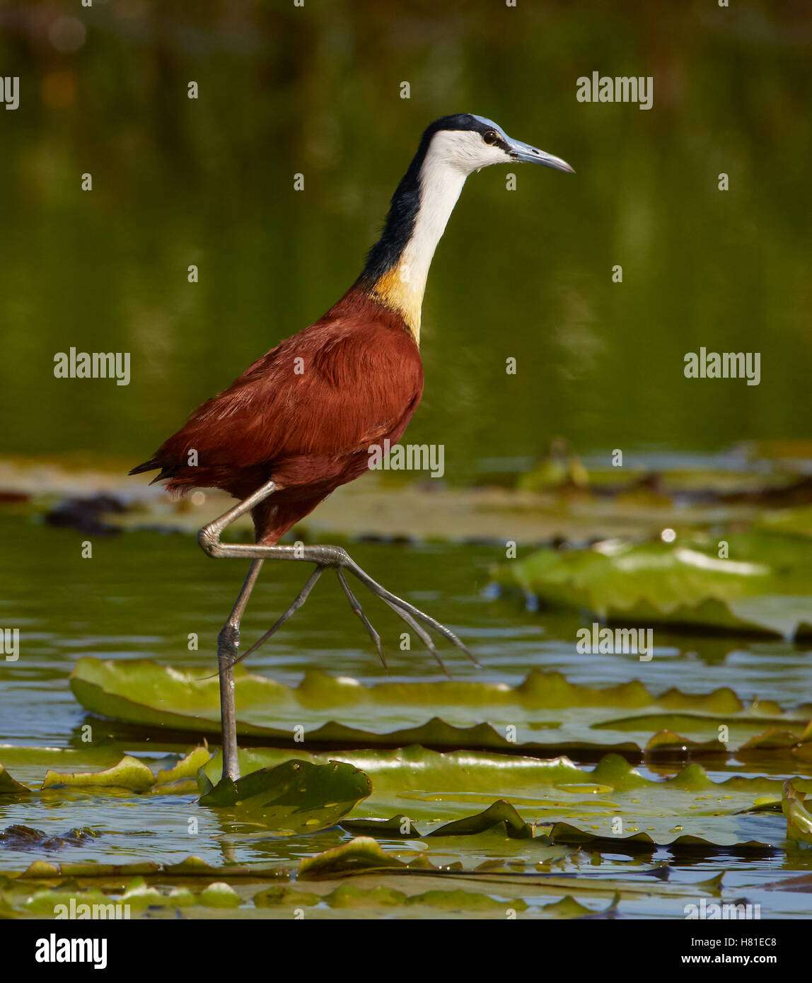 African Jacana (Actophilornis africanus) walking on floating lily pads ...
