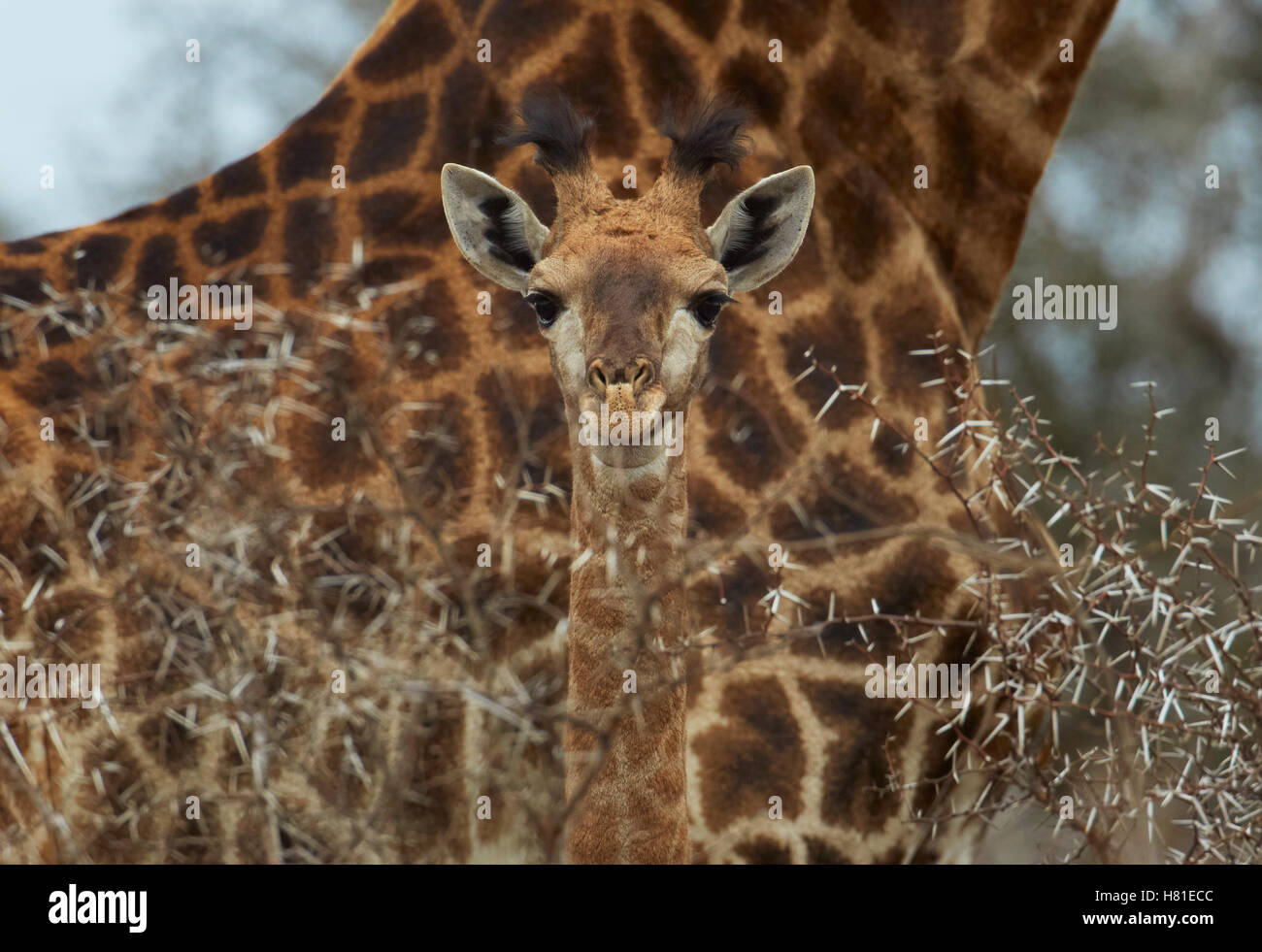 South African Giraffe (Giraffa camelopardalis giraffa) baby peering ...