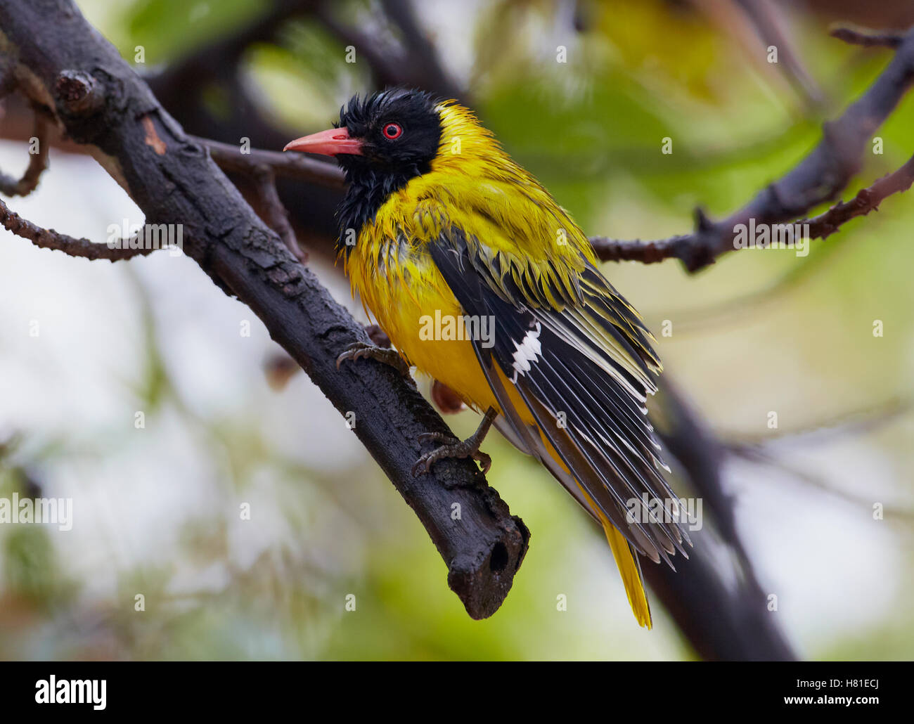 African Black-headed Oriole (Oriolus larvatus), Kruger National Park ...