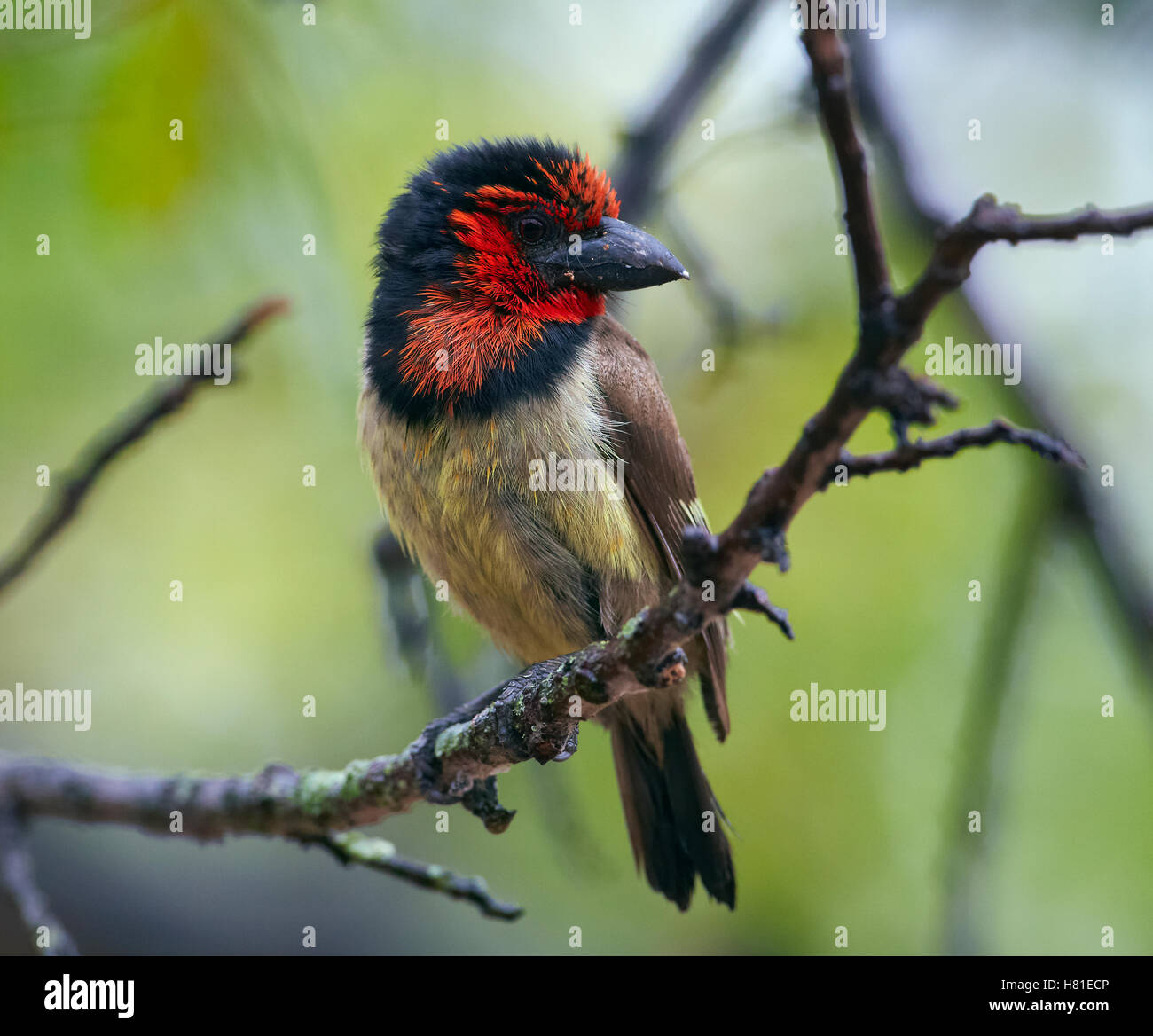 Black-collared Barbet (Lybius torquatus), Kruger National Park, South ...
