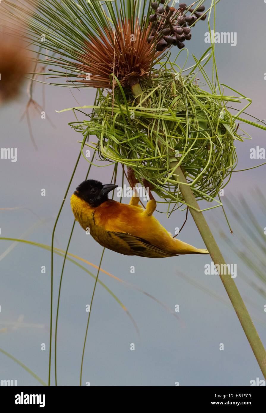 Black-headed Weaver (Ploceus melanocephalus) male building its nest in ...
