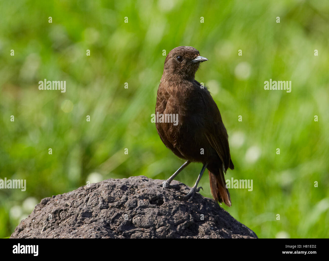Sooty Chat (Myrmecocichla nigra) female on a termite mound, Lake Mburo ...