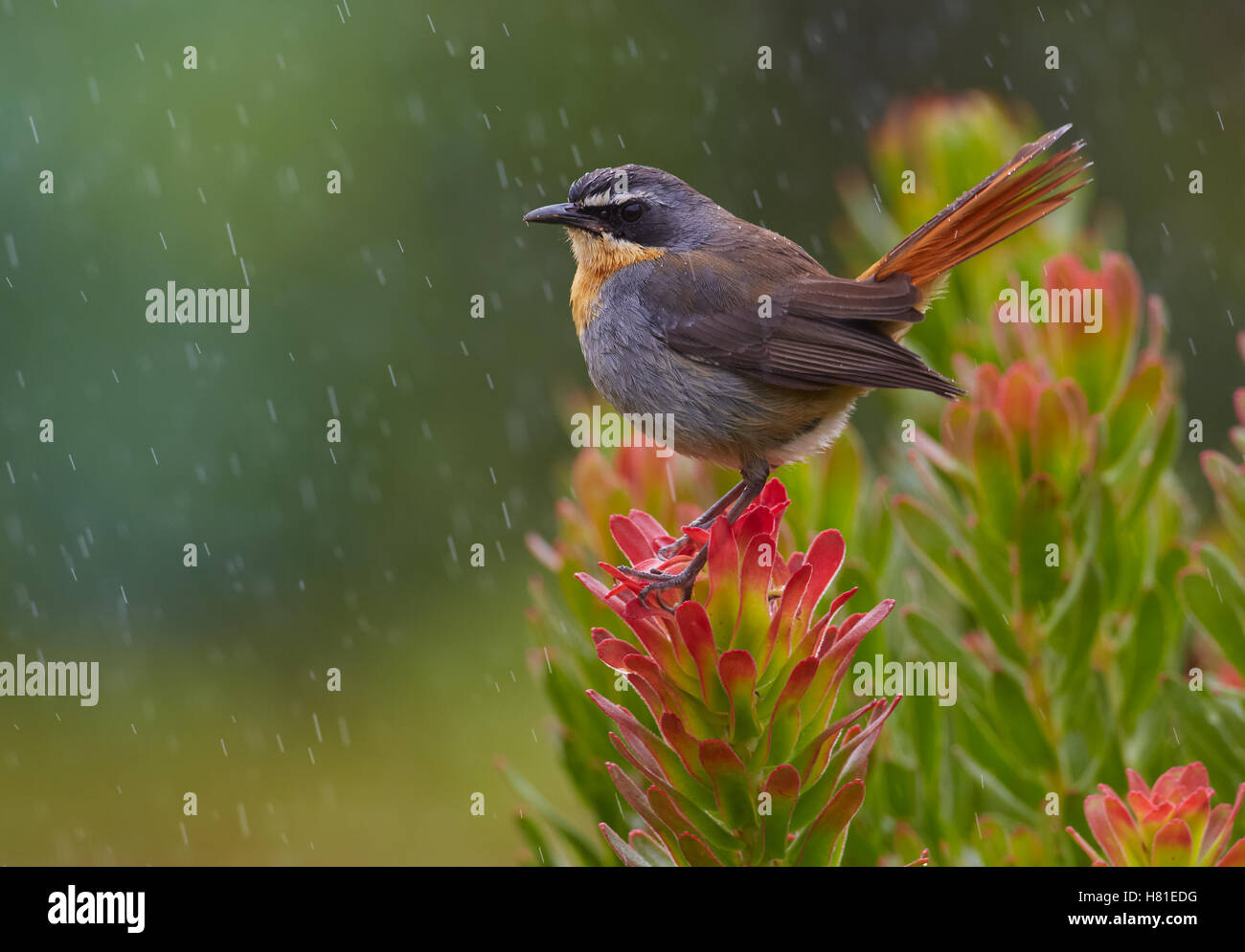 Cape Robin-chat (Cossypha caffra) in the rain on a Protea (Protea sp ...