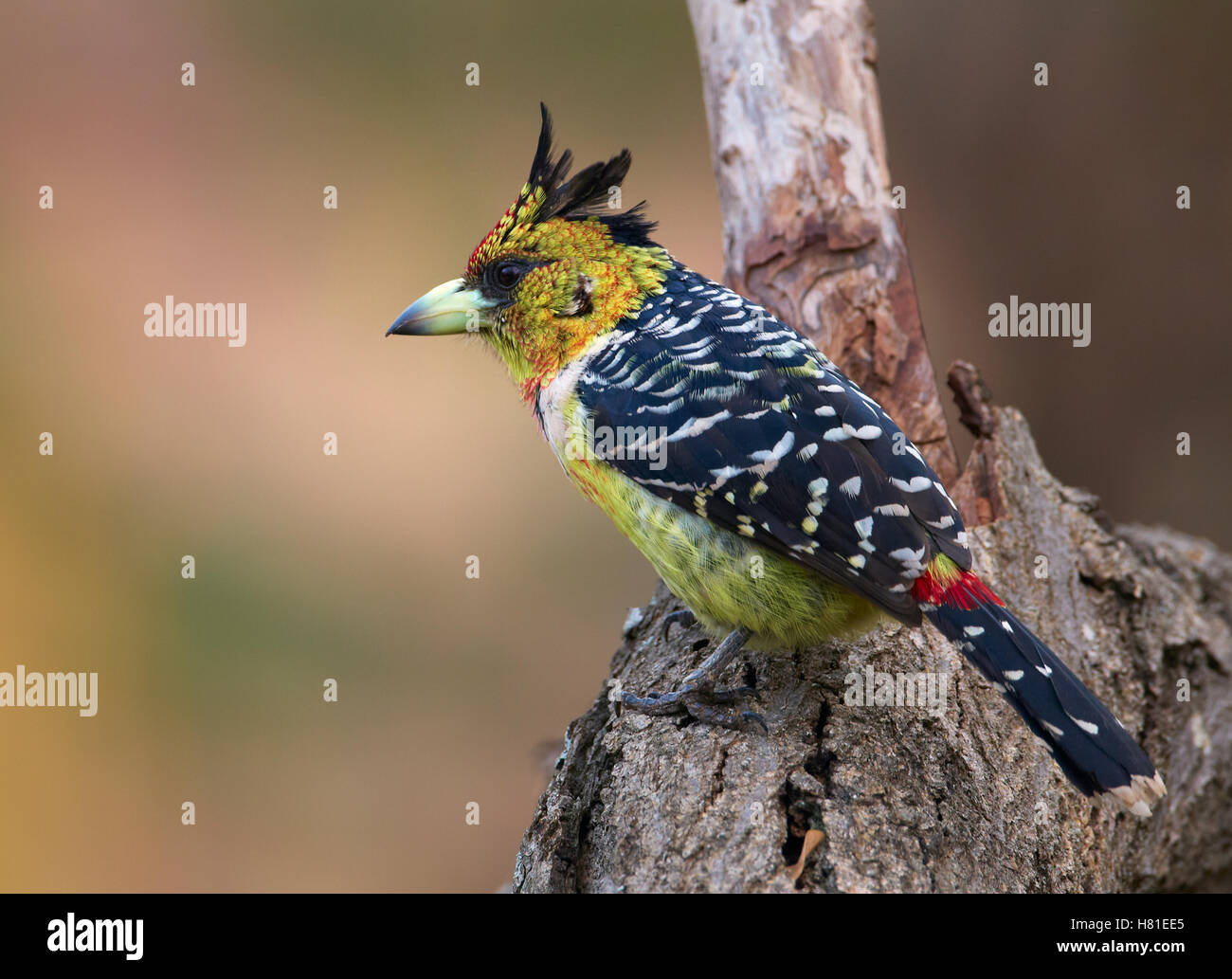 Crested Barbet (Trachyphonus vaillantii) with raised crest, Kruger ...