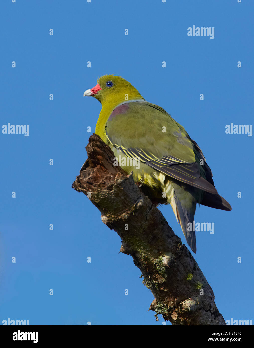 African Green-Pigeon (Treron calvus) sunning itself on a branch, Lake ...