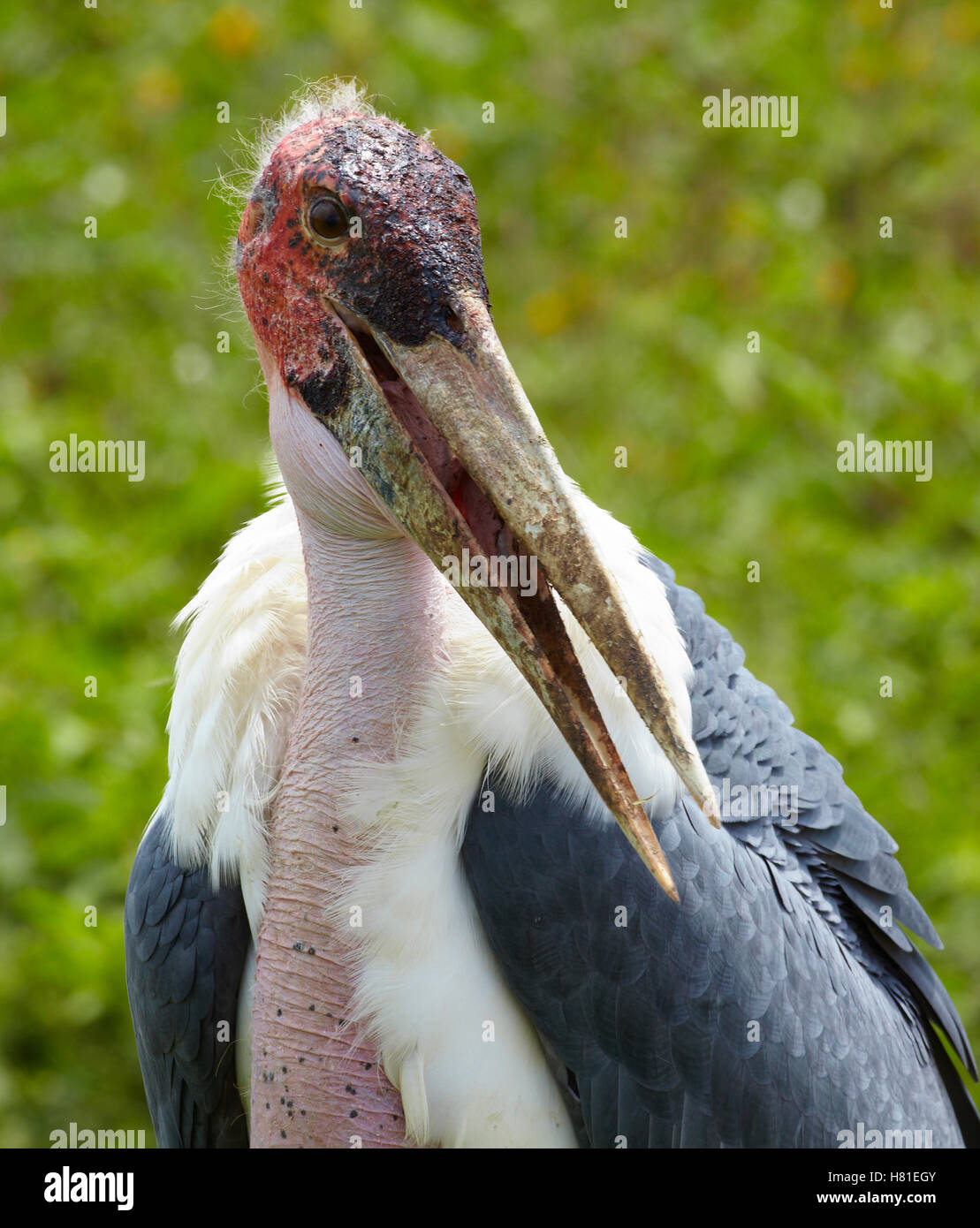 Marabou Stork (Leptoptilos crumeniferus), Uganda Stock Photo - Alamy