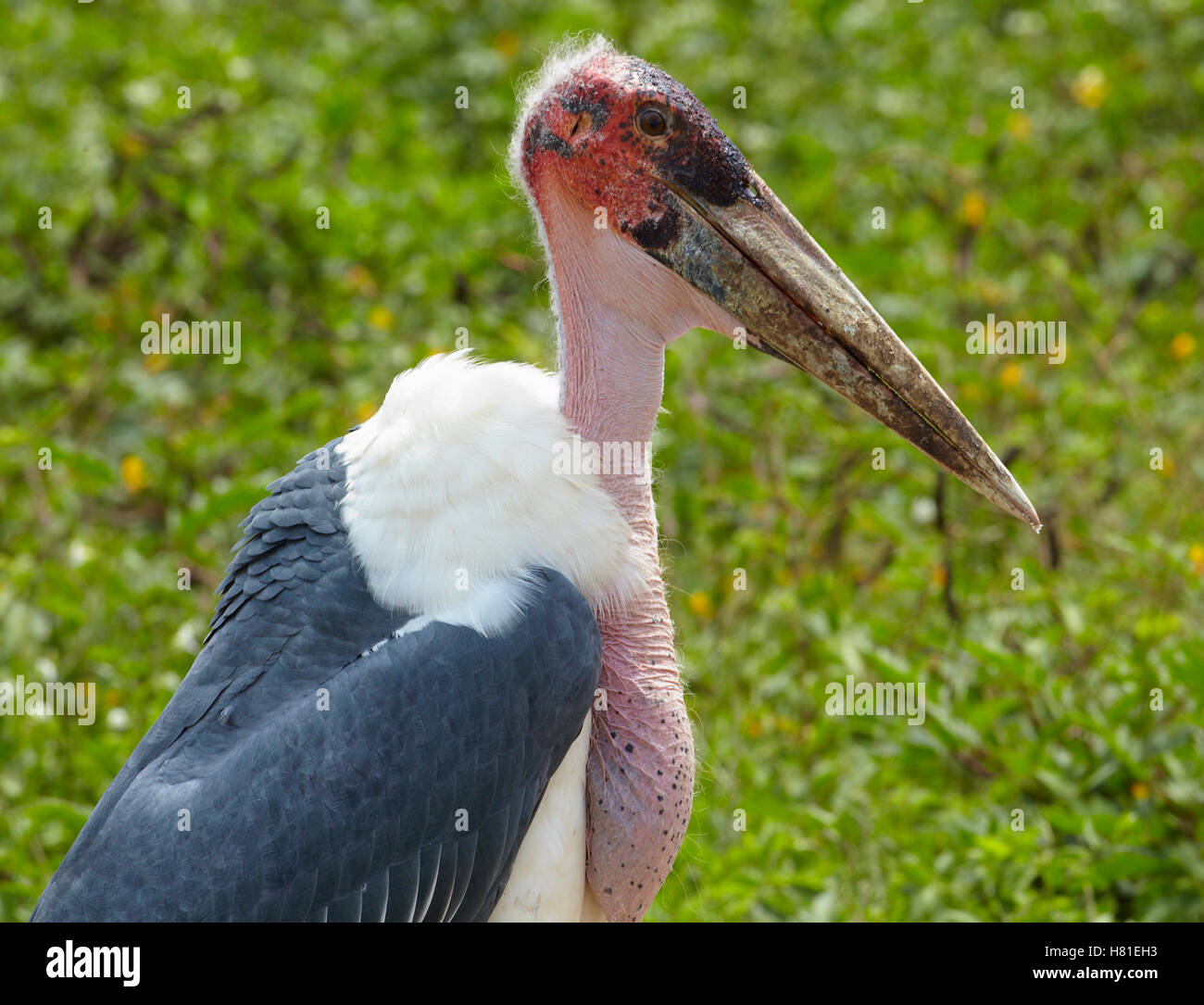 Marabou Stork (Leptoptilos crumeniferus), Uganda Stock Photo - Alamy