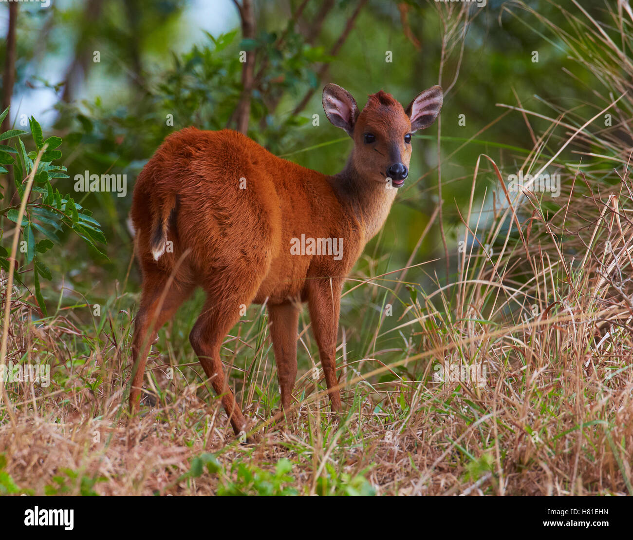 Natal Duiker (Cephalophus natalensis), Saint Lucia, South Africa Stock ...