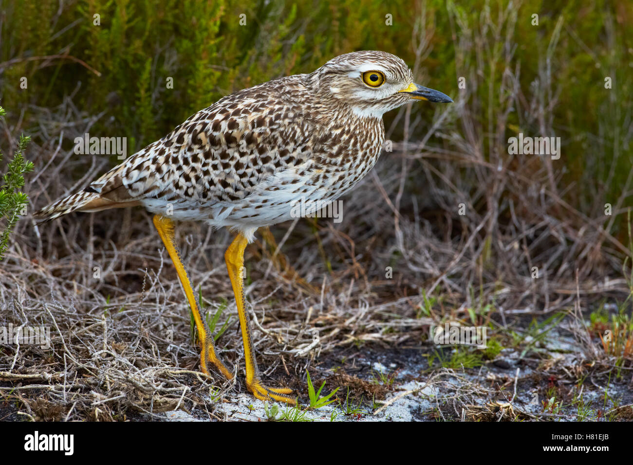 Spotted Thick-knee (Burhinus capensis), Western Cape National Park ...