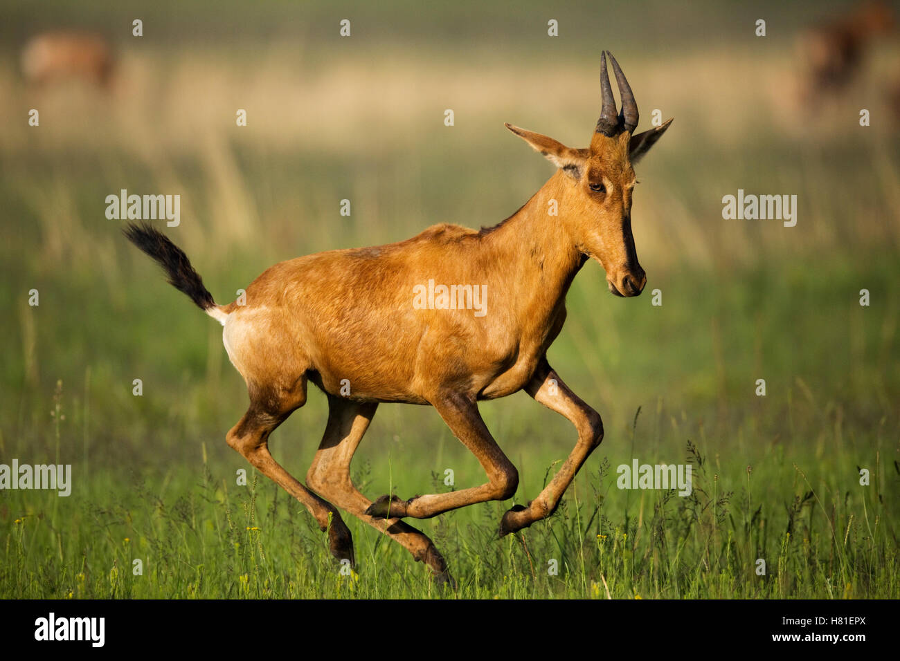 Common Hartebeest (Alcelaphus buselaphus) running, Rietvlei Nature ...