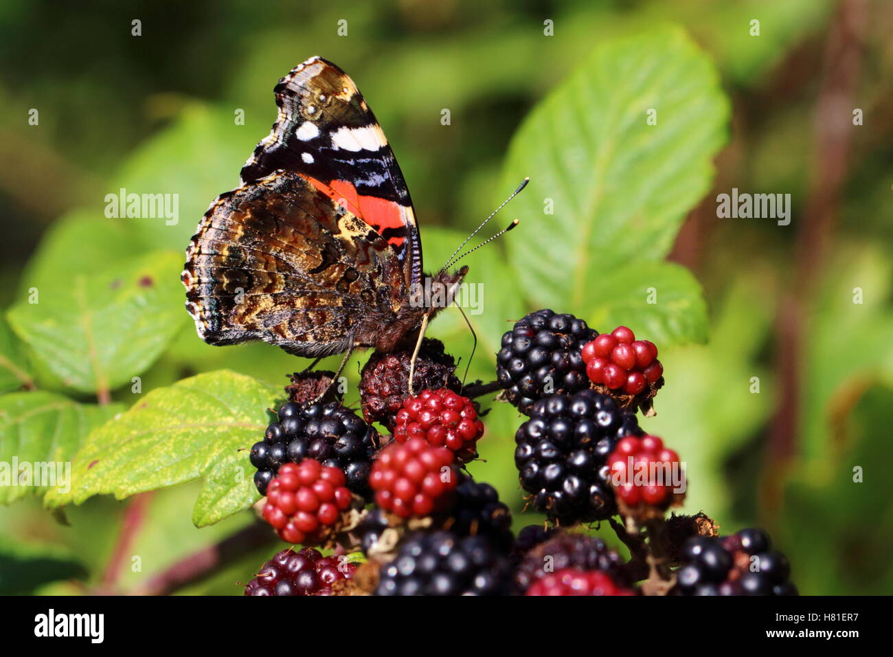Red Admiral Butterfly Stock Photo - Alamy