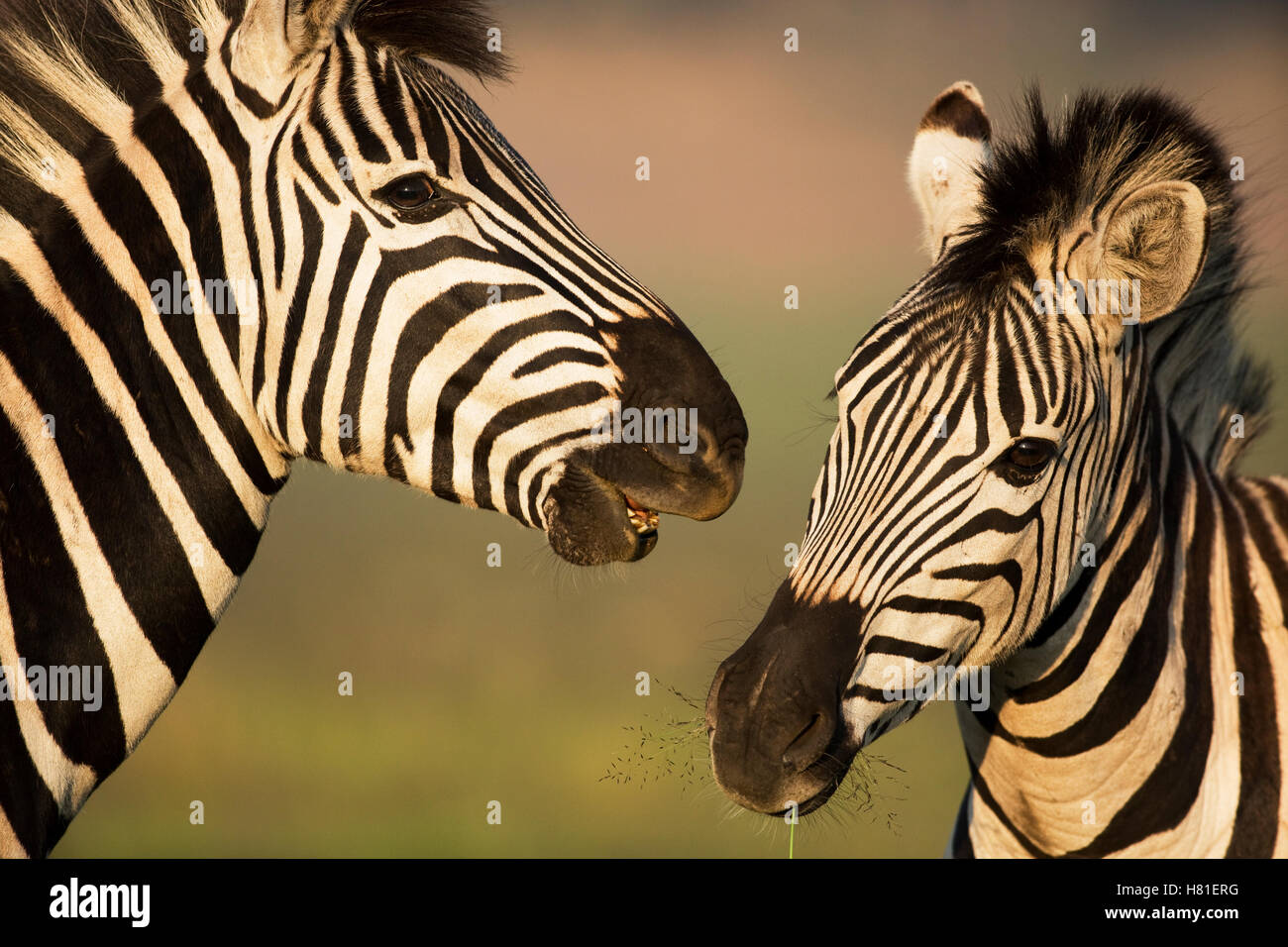 Burchell's Zebra (Equus burchellii) in competitive interaction ...