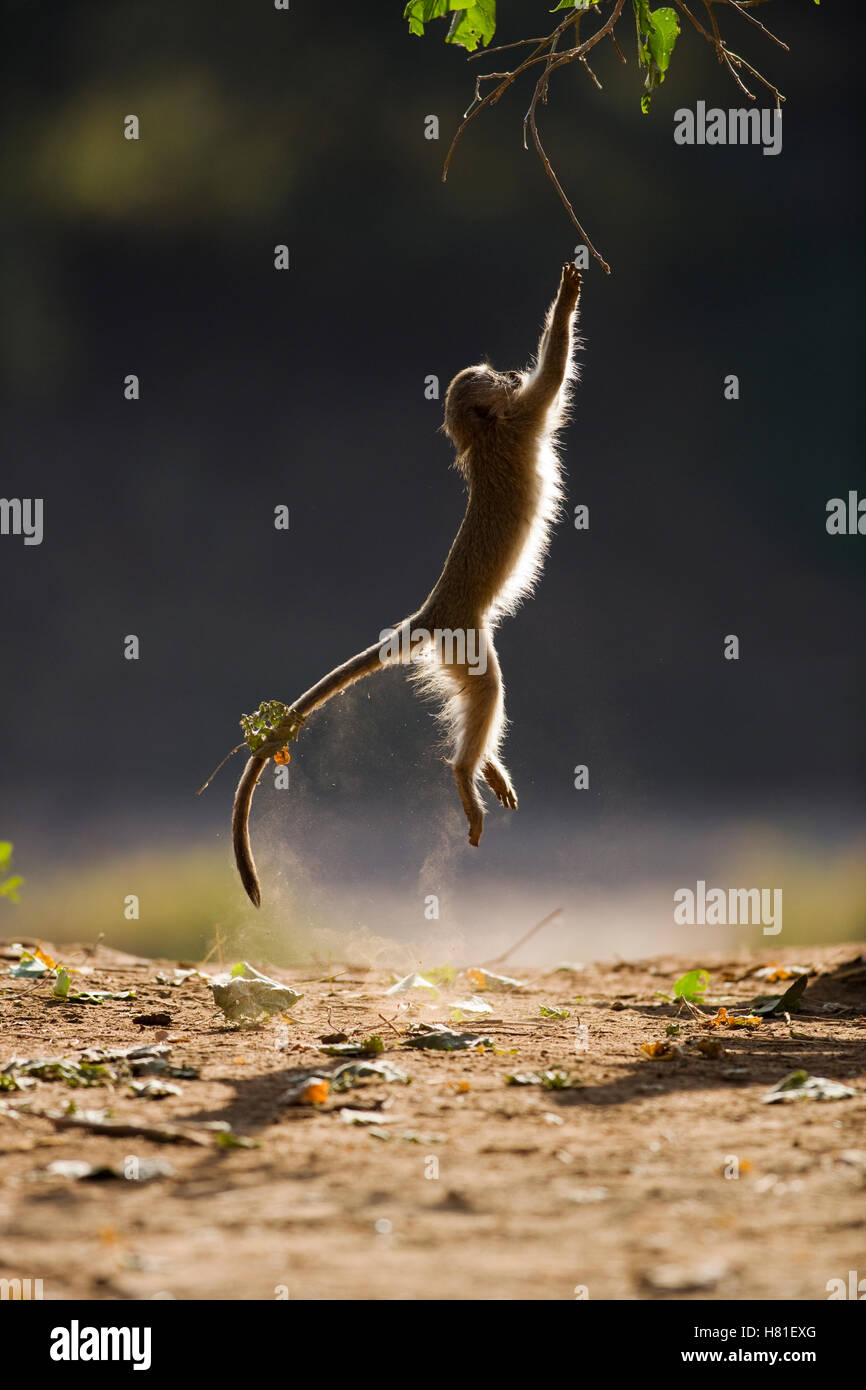 Vervet Monkey (Chlorocebus aethiops) jumping, Limpopo, South Africa Stock Photo - Alamy