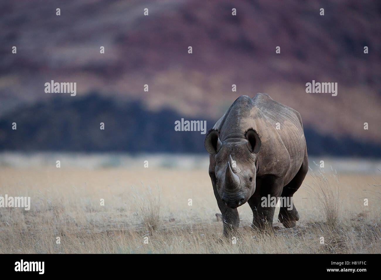 Black Rhinoceros (Diceros bicornis) near Huab River Valley, Namib ...