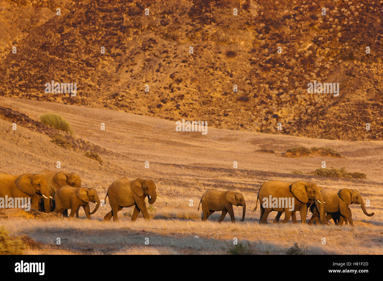 African Elephant (Loxodonta africana) herd walking across grassland ...
