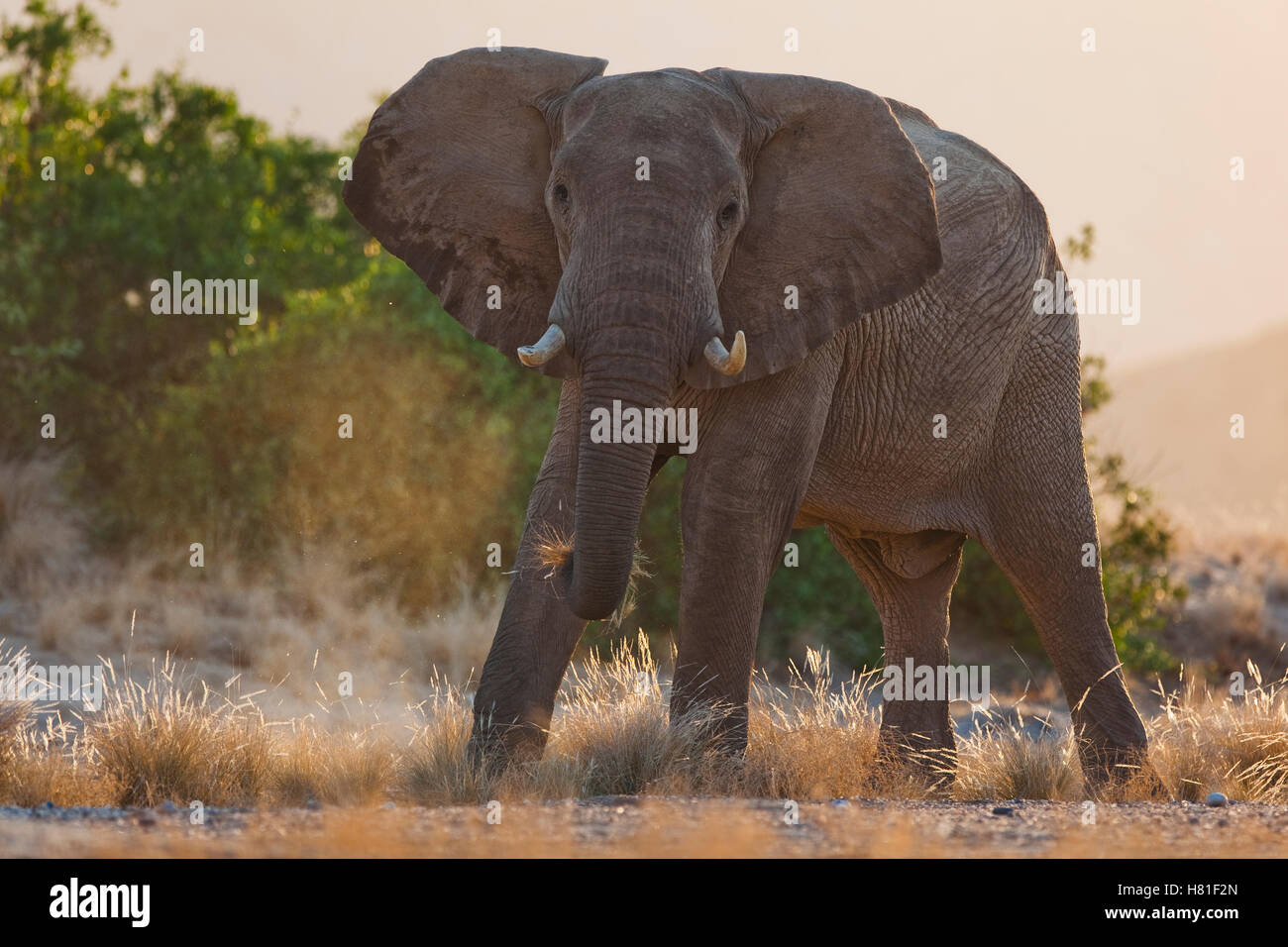 African Elephant (Loxodonta africana) bull grazing, Hoanib River, Namib ...