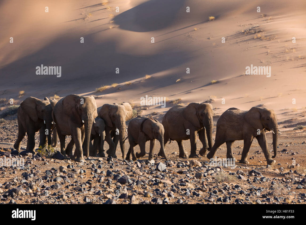 African Elephant (Loxodonta africana) herd walking in desert, Huab ...