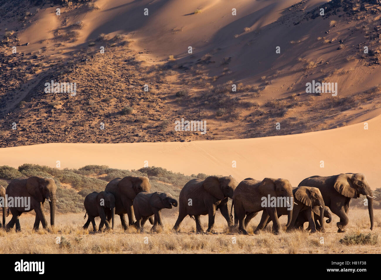 African Elephant (Loxodonta africana) herd walking in desert, Huab ...