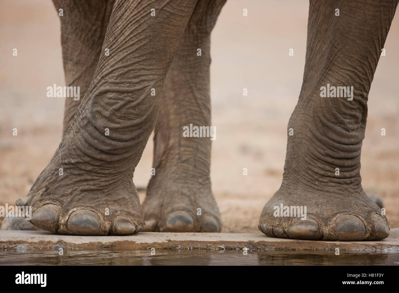African Elephant (Loxodonta africana) feet at waterhole, Huab River ...