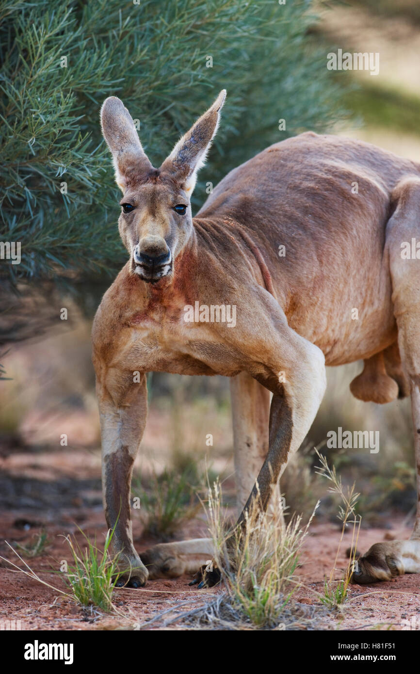 Red Kangaroo (Macropus rufus) male, Sturt National Park, Australia ...
