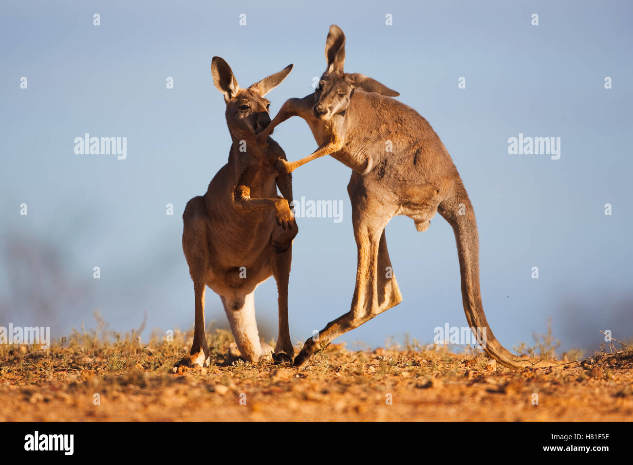 Red Kangaroo (Macropus rufus) males fighting, Sturt National Park ...
