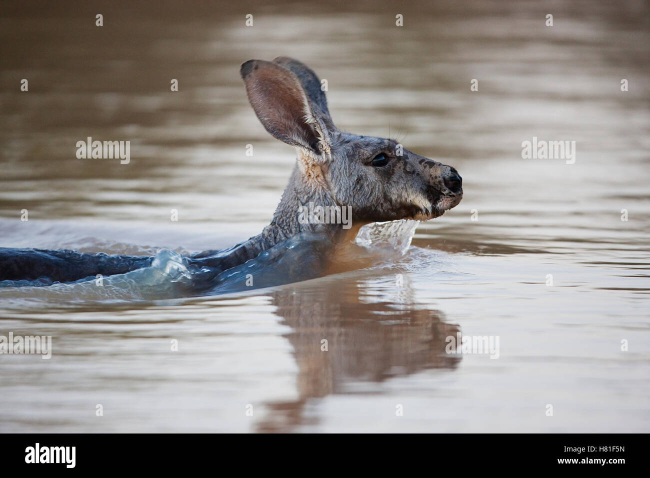 Red Kangaroo (Macropus rufus) female swimming across waterhole, Sturt ...