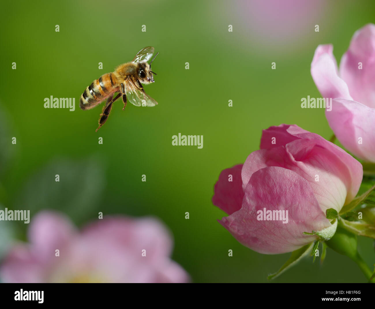 Honey Bee (Apis mellifera) flying to Rose (Rosa sp) flower, England ...