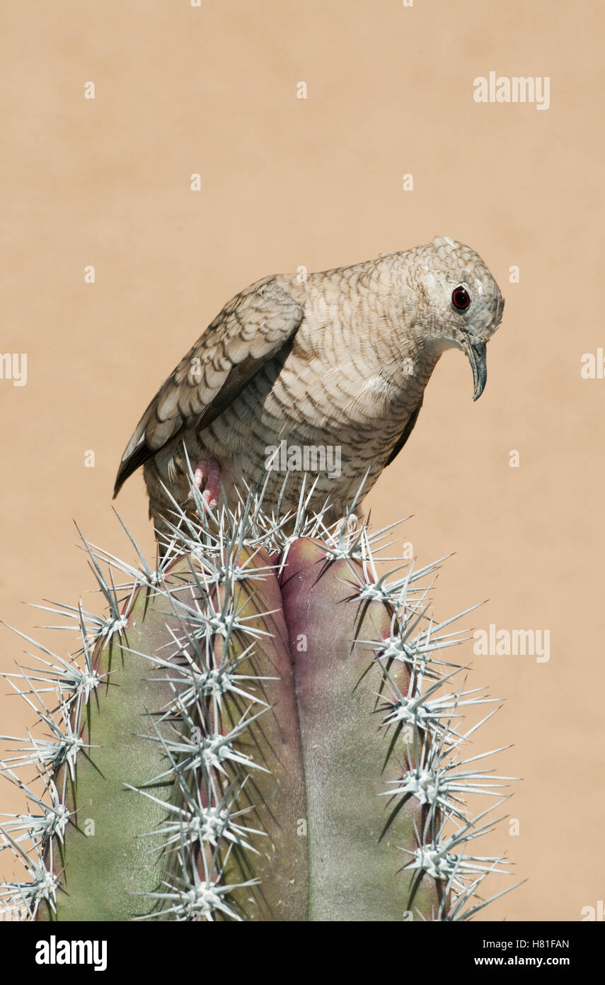 Inca Dove (Columbina inca) on cactus, Saguaro National Park, Arizona ...