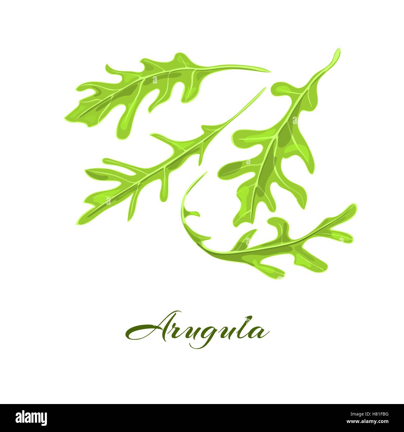 Fresh green rocket salad Stock Vector Images - Alamy