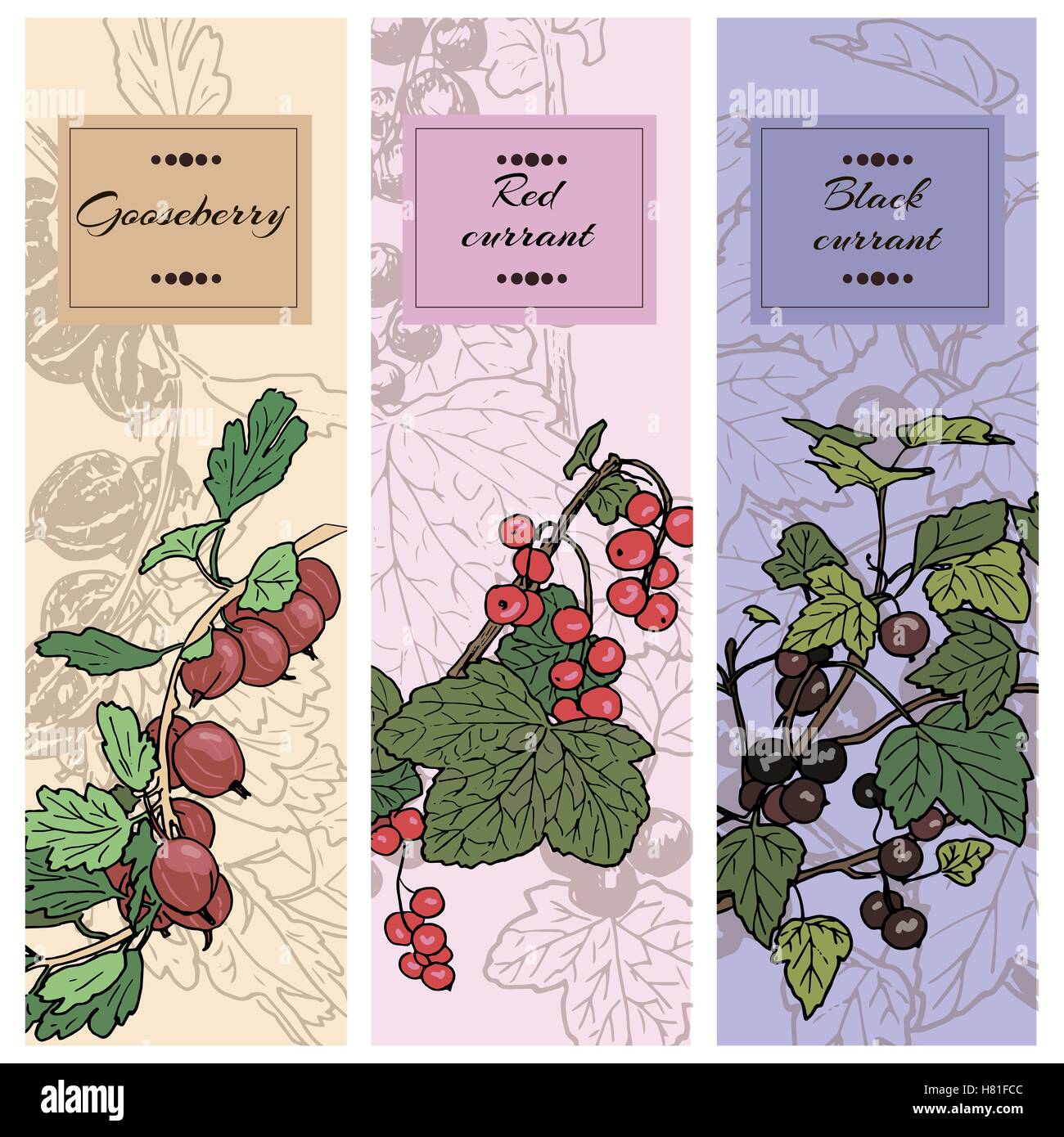 Gooseberry label hi-res stock photography and images - Alamy