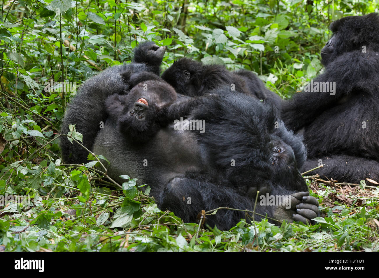 Mountain Gorilla (Gorilla gorilla beringei) one and a half year old ...