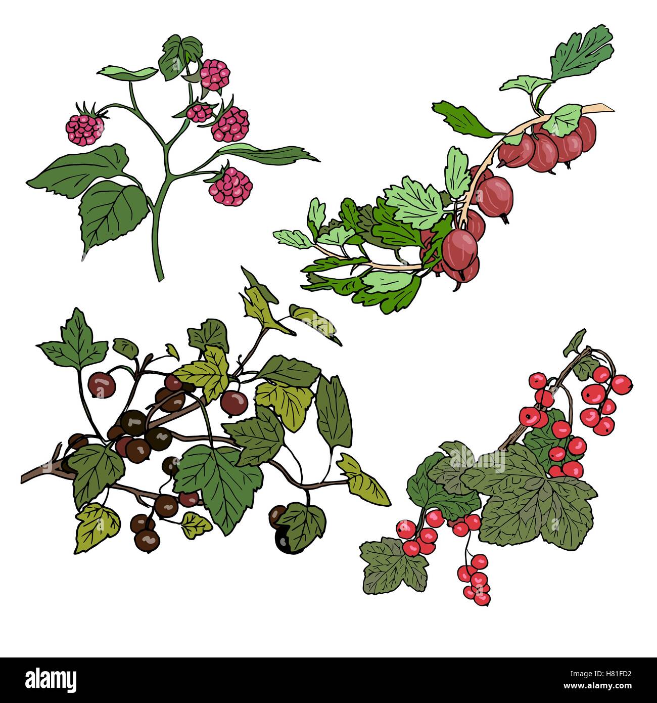 Ripe raspberry berries line Stock Vector Images - Alamy